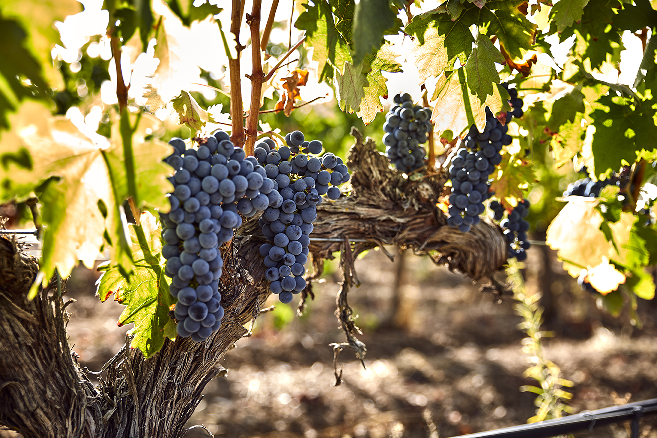 Finca Rodma - Avizor 2021, Magnum - Finca Rodma | justWINE