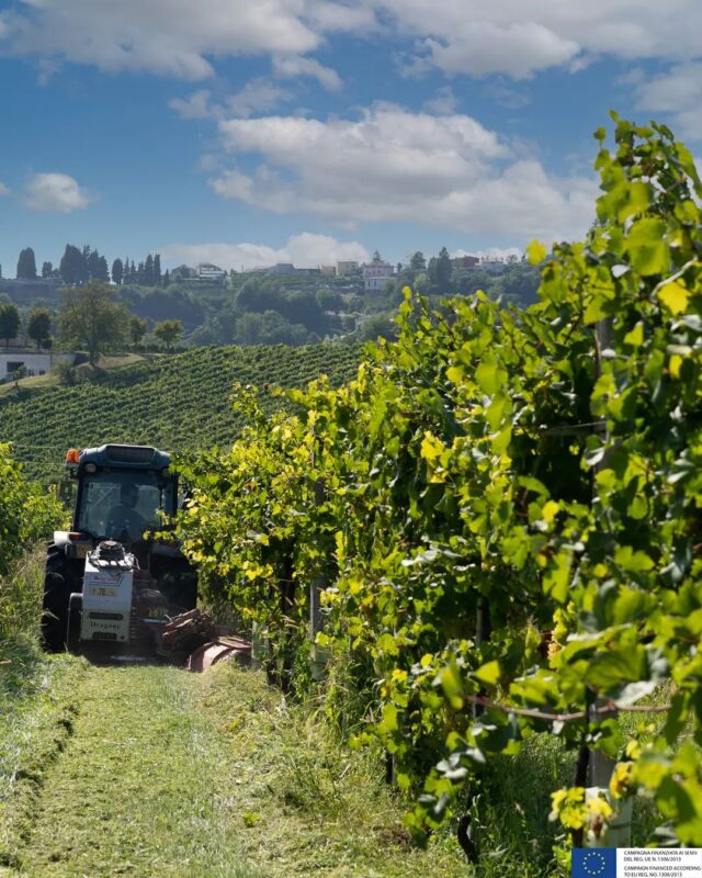 Le Contesse - Bianco Spumante Cuvée extra dry, Magnum - Le Contesse ...